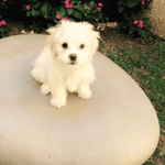 Cast Stone Pebble Garden Seat | Shopboxhill — Boxhill & Co., LLC